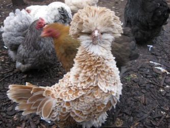 Chicken Breeds With Feathered Legs